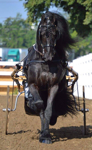 Karsten - Horse Stars Hall of Fame