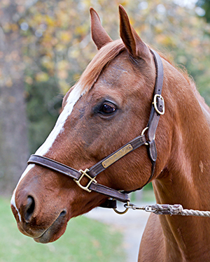 Wandering Angus - Horse Stars Hall of Fame